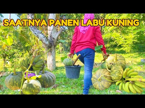 AKTIVITAS DI KEBON || PANEN LABU KUNING🎃 