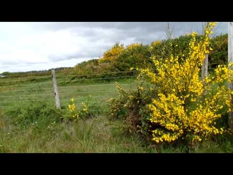 Gorse- the plant that destroyed a town