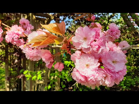 SHORT VIDEO COMPILATION OF SPRING'S BEAUTY 🌸🌷😍