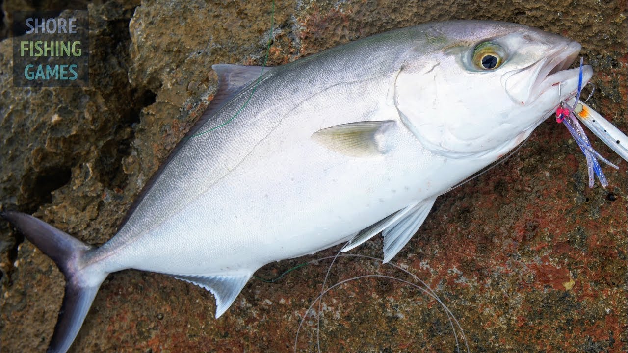 Amberjack (Felun, Seriola dumerili) 17.01.2019 - YouTube