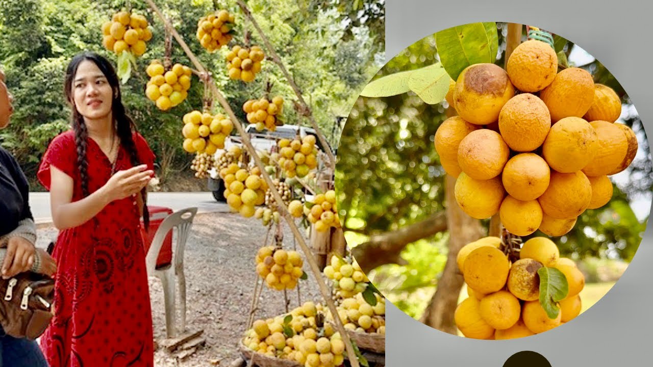 Kuy Fruit with Good Taste | While Fruit That Mast Never Eat - YouTube