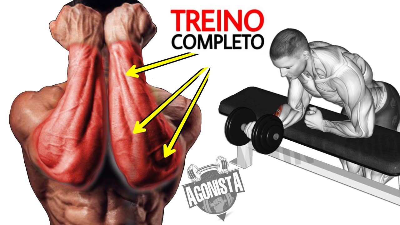 Musculos Do Braço Academia - FDPLEARN