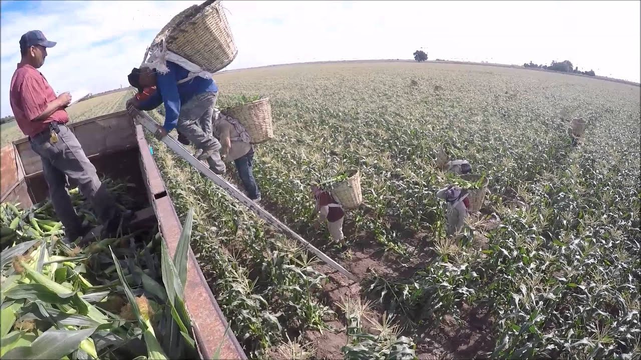 Cosechando Elote Dulce 2015 GoPro - YouTube