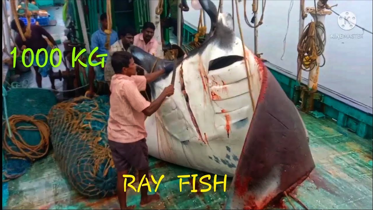 WOW 1000 KG | 1TON🔥 |GIANT | RAY FISH | MANDA RAY FISH | CUTTING VIDEO ...