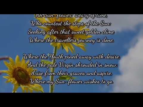 Poem by William Blake. Ah Sun-flower! - YouTube