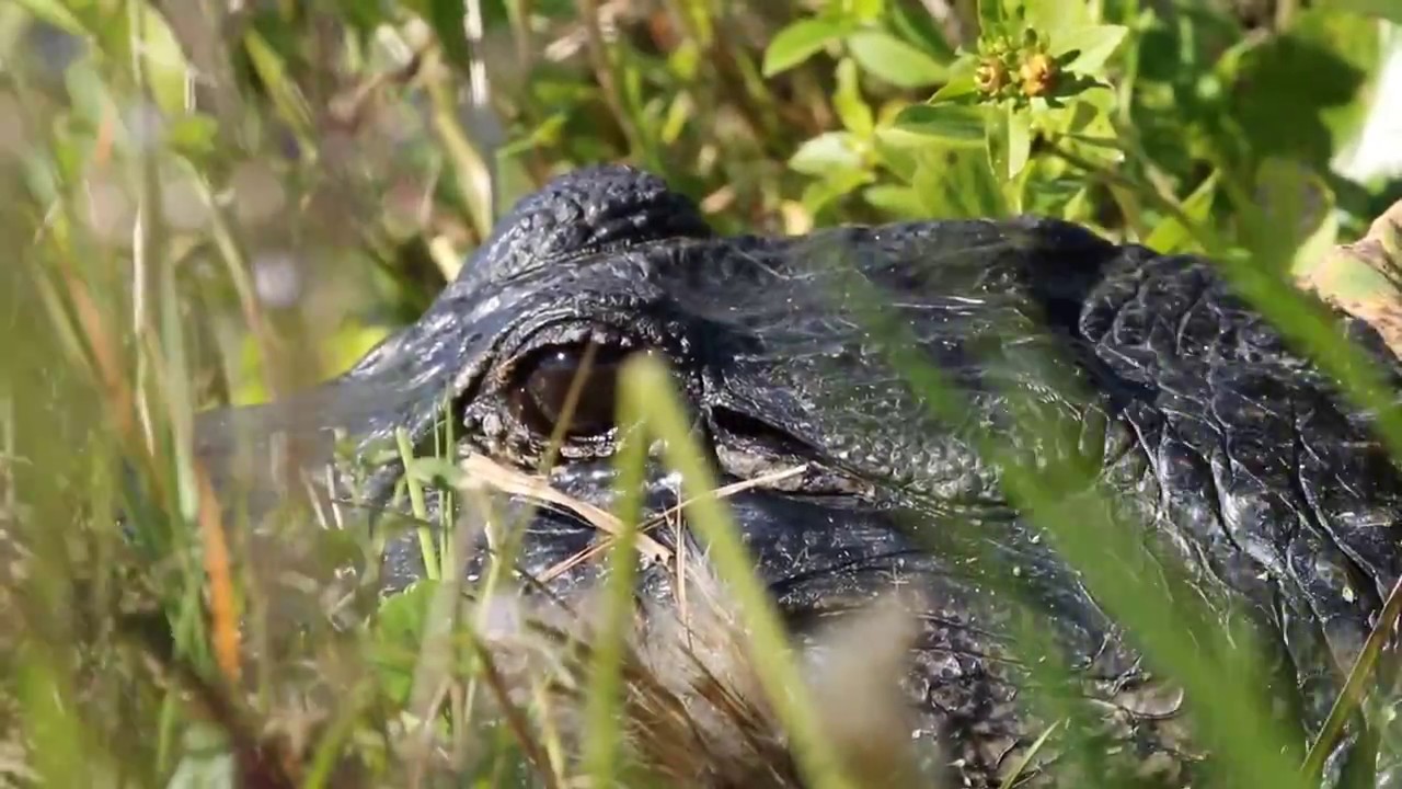Texas Wild: American alligators can move fast - YouTube