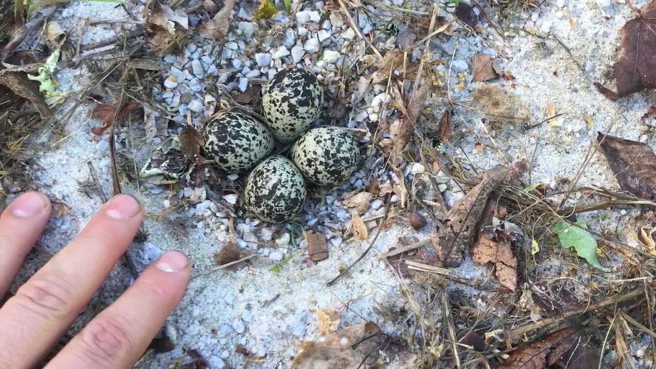 Killdeer Nest Behavior - YouTube