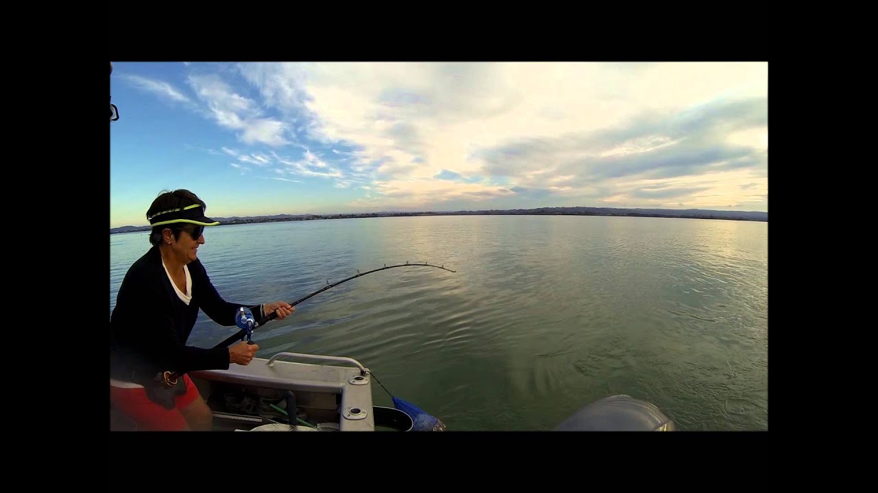 NEW ZEALAND FISHING. KINGFISH. LIVE BAITING KINGFISH TAURANGA . A WEE ...