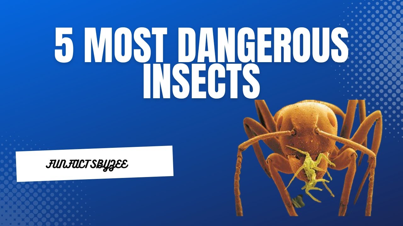 FIVE MOST DANGEROUS INSECT YOU DO NOT KNOW ABOUT - YouTube