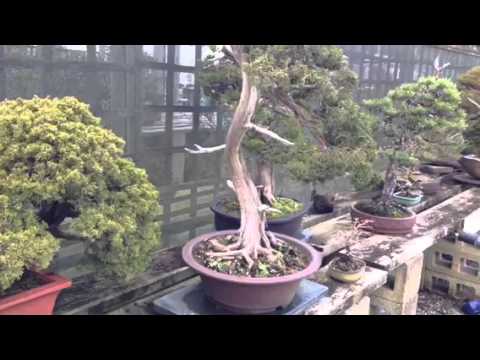 Herons Bonsai nursery - YouTube