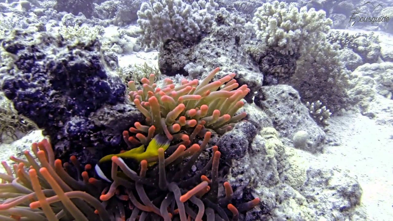 Scuba Diving in the Red Sea with Sea Serpent Fleet - YouTube