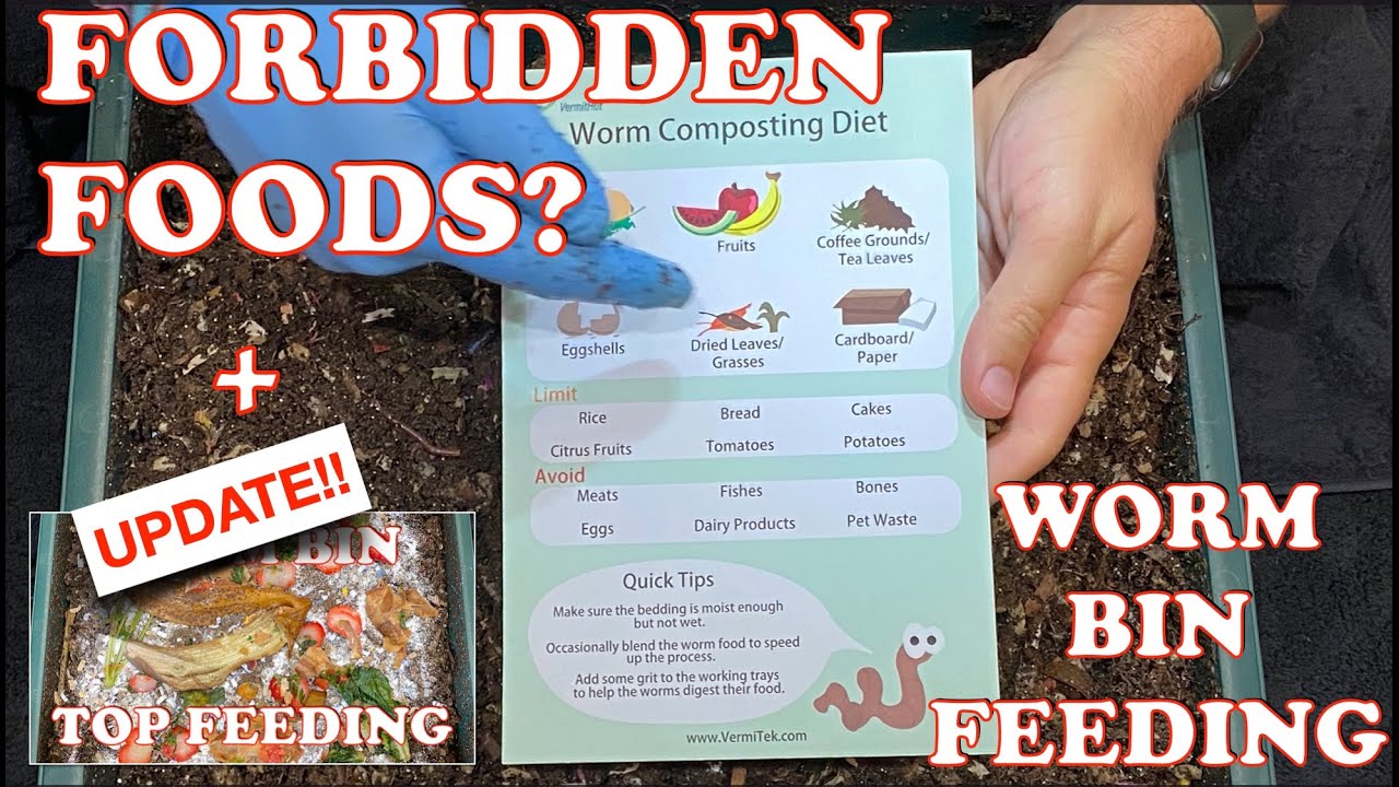 What I Feed My Compost Worms + Top Feeding Time Lapse Update ...