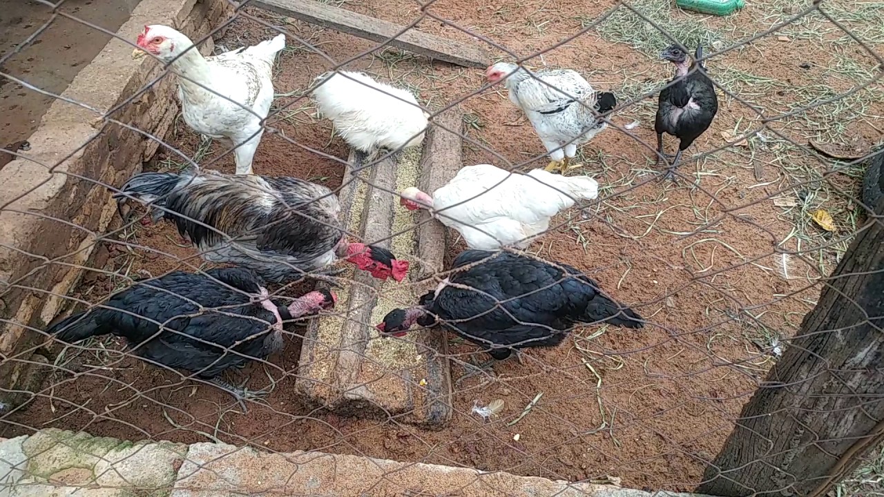 Gallinas Cariocas (cuellos desnudo-pelado) , Gallinas criollas ...