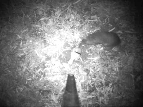 Wildlife camera used to capture video of Bandicoot eating chicken wing ...