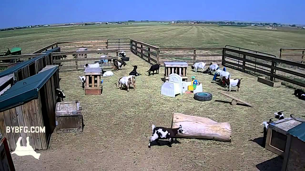 Fainting Goats Time Lapse! - YouTube