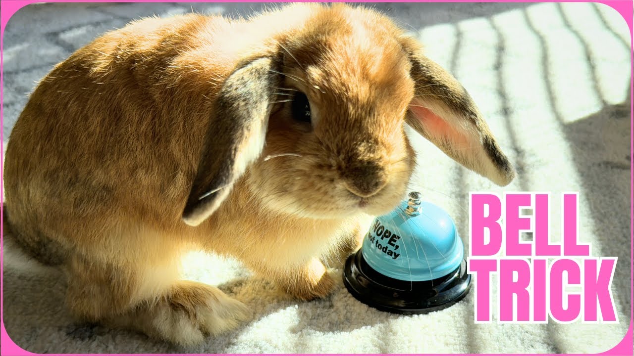 Building Bonds: Teaching My Bunny to Ring a Bell for Treats! - YouTube