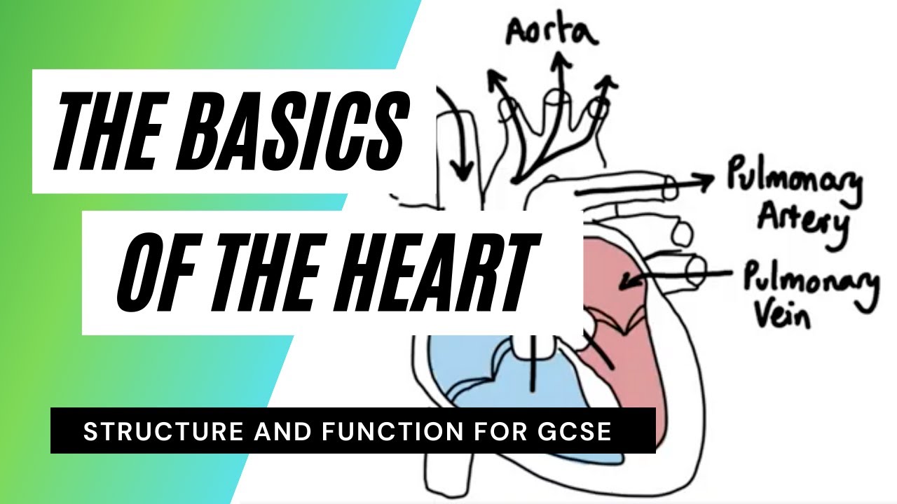 The Basics of the Heart ️ (GCSE Biology 9-1) - YouTube