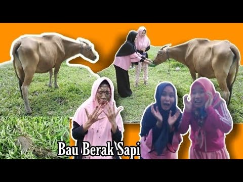 Bau Berak Sapi lucu and funny Smell of Cow Poop - YouTube