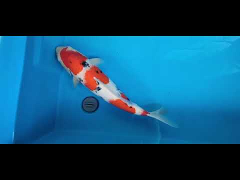 L 4091 01 SANKE 60CM FEMALE FARM OGATA - YouTube