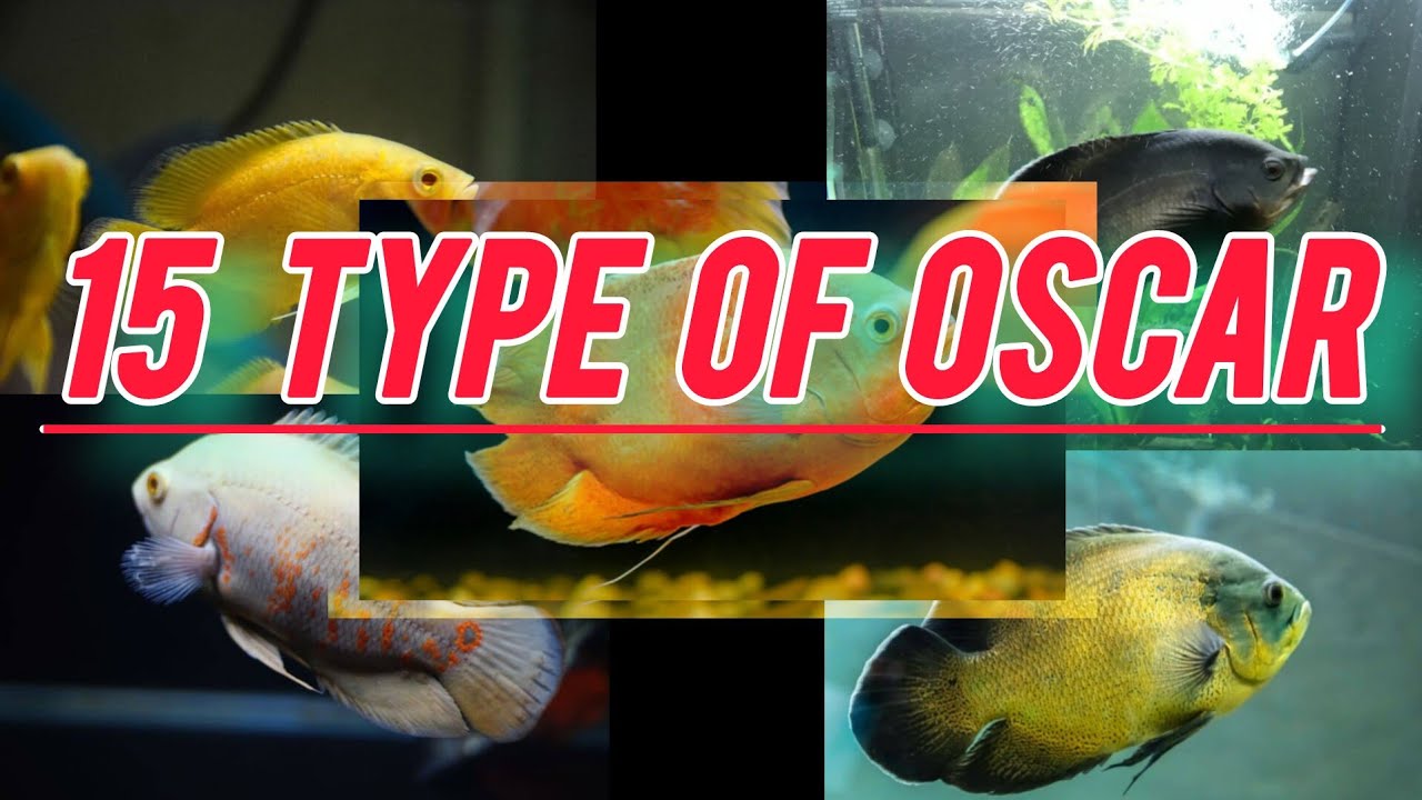 TOP 15 TYPE OF OSCAR FISH || DIFFERENT TYPE OF OSCAR FISH || VARITY OF ...