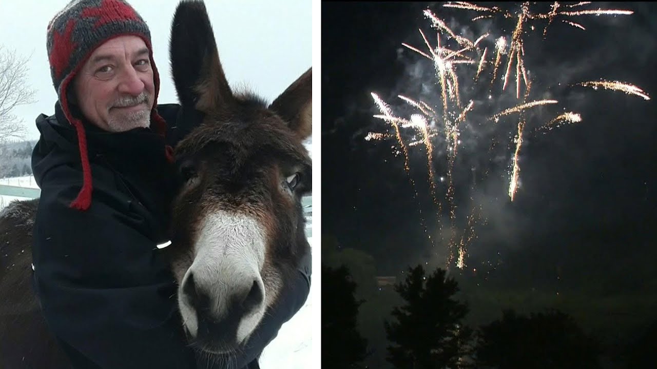 Nova Scotia man calls for fireworks ban in after death of beloved ...