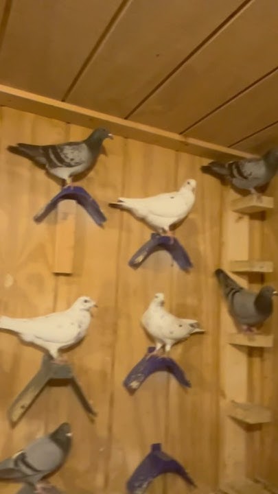 Los pichones!!! - YouTube