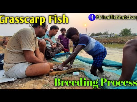 Grasscarp Fish Breeding Process ।। গ্রাসকার্প মাছের ইনজেকশন ।। Ramsagar ...