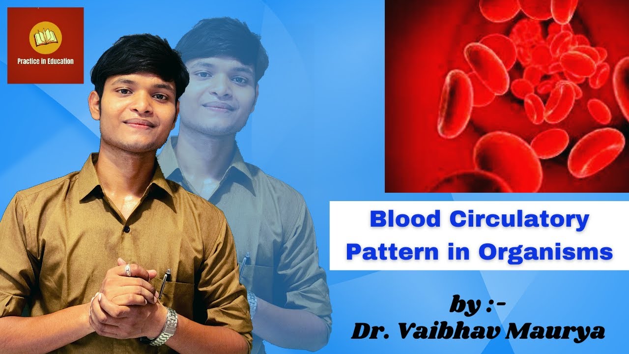 Blood Circulatory Pattern in Organisms - YouTube