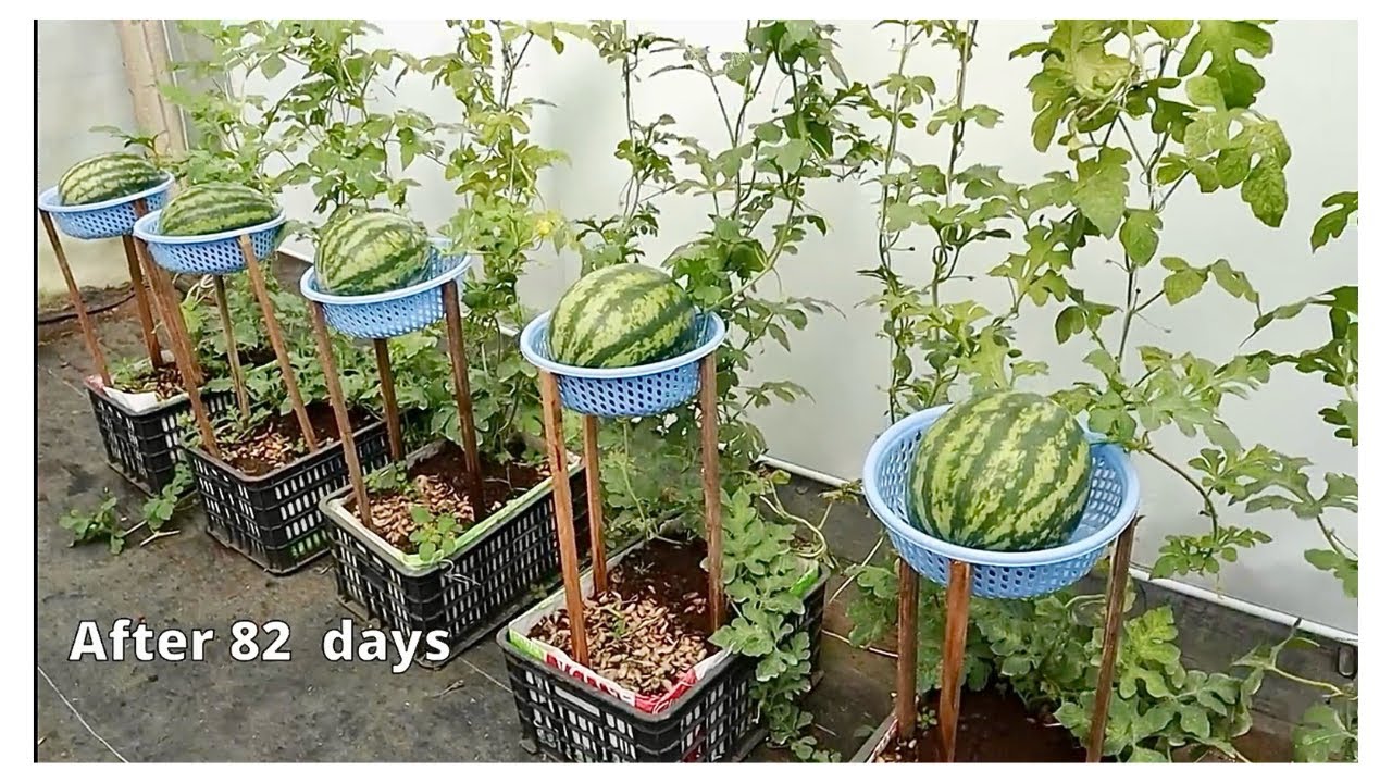 Grow WATERMELONS in Plastic Baskets Like a PRO! - YouTube