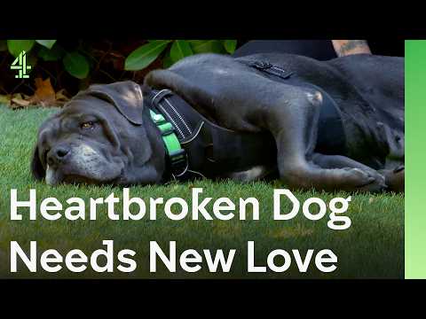 Cane Corso is Missing Her Previous Owner but Meeting New People | The Dog House 🐶