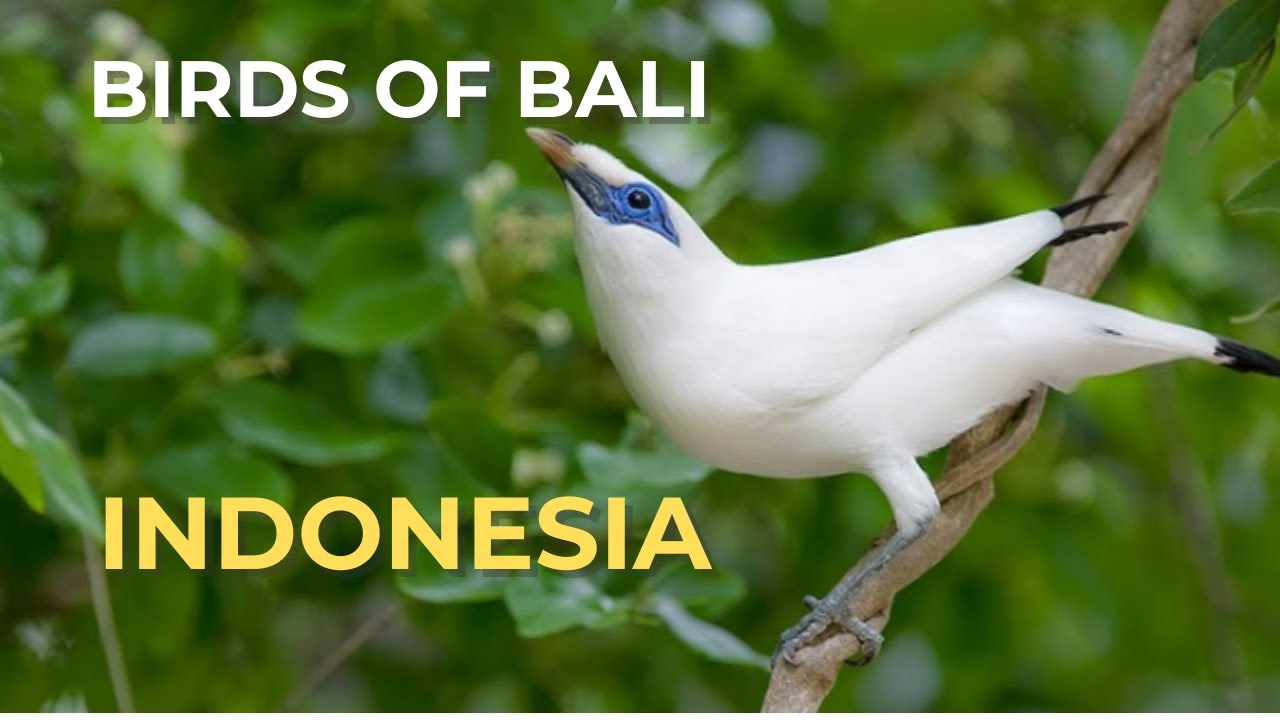 BIRDS OF BALI - INDONESIA - YouTube