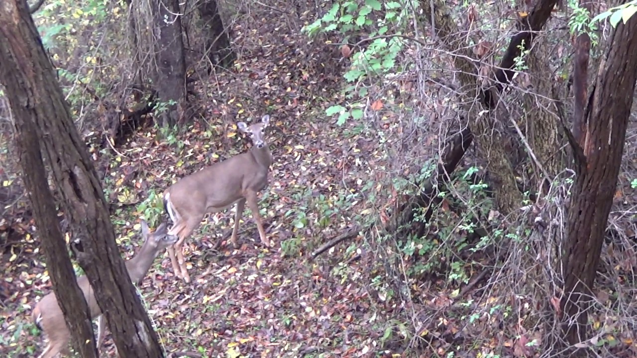 first Ohio doe 2016 - YouTube