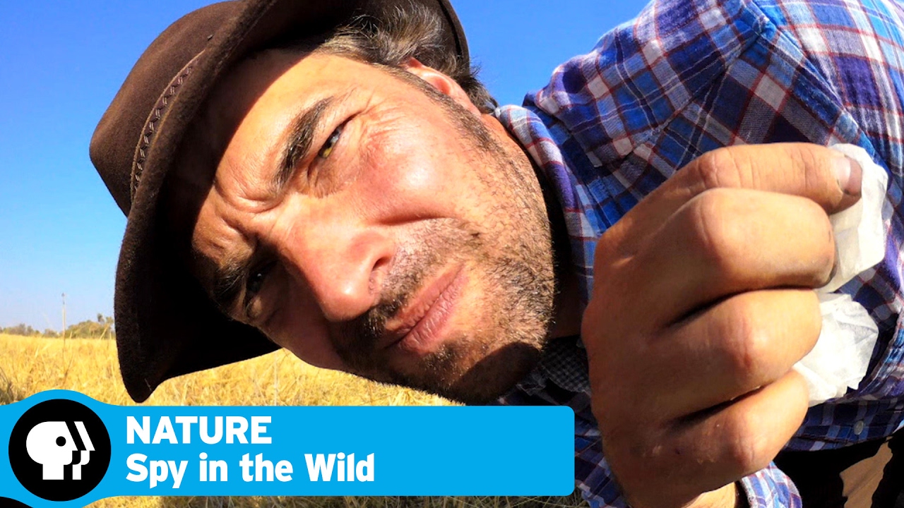 SPY IN THE WILD on NATURE | Episode 5 Preview: Meet the Spies | PBS ...