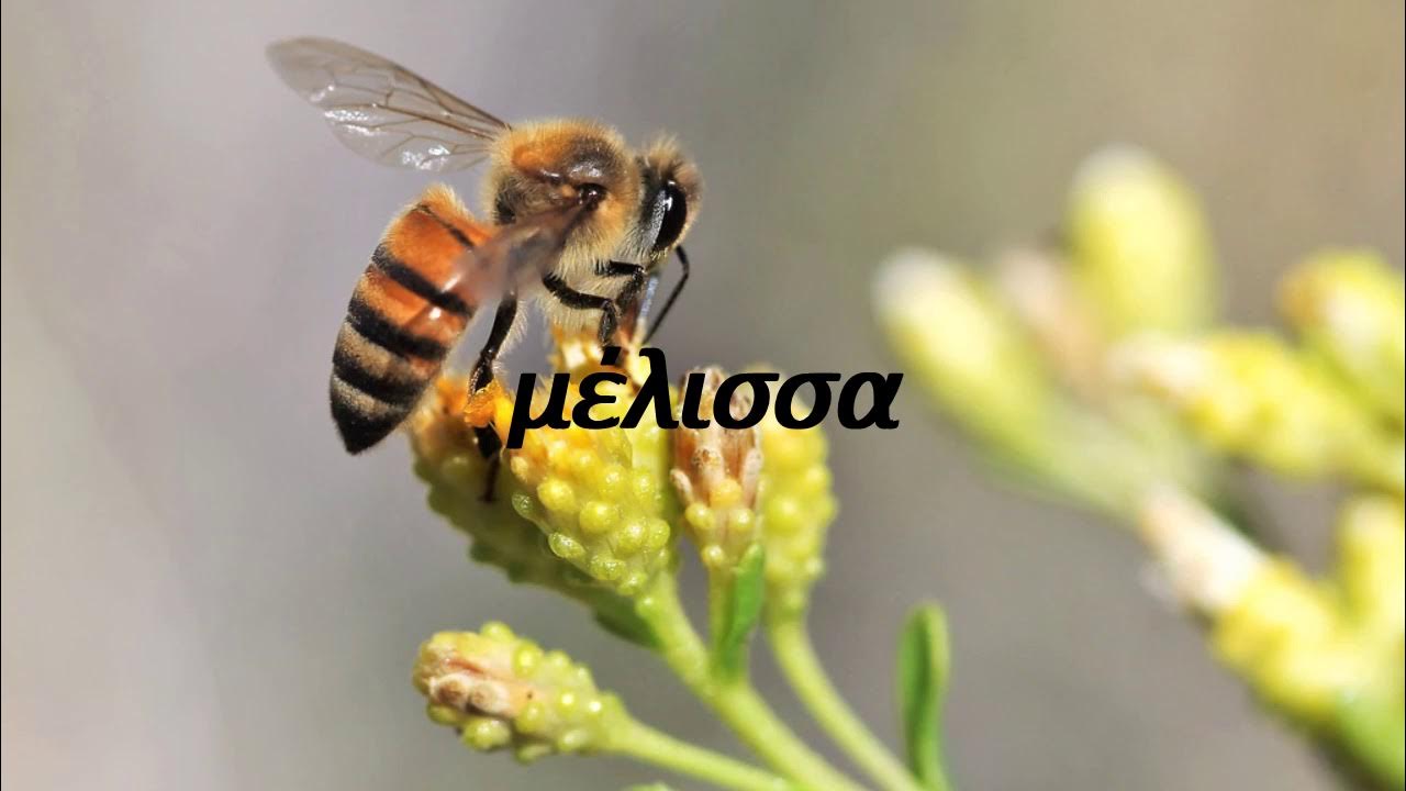 How To Say Bee In Greek YouTube how-to-say-bee-in-greek-youtube