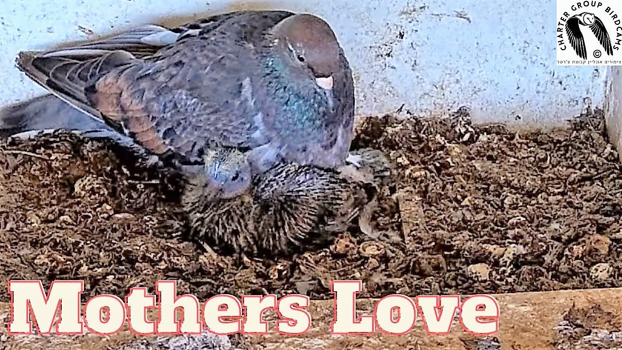 Cuddly Pigeon Nestling Bonding With Mom Before Bedtime - YouTube