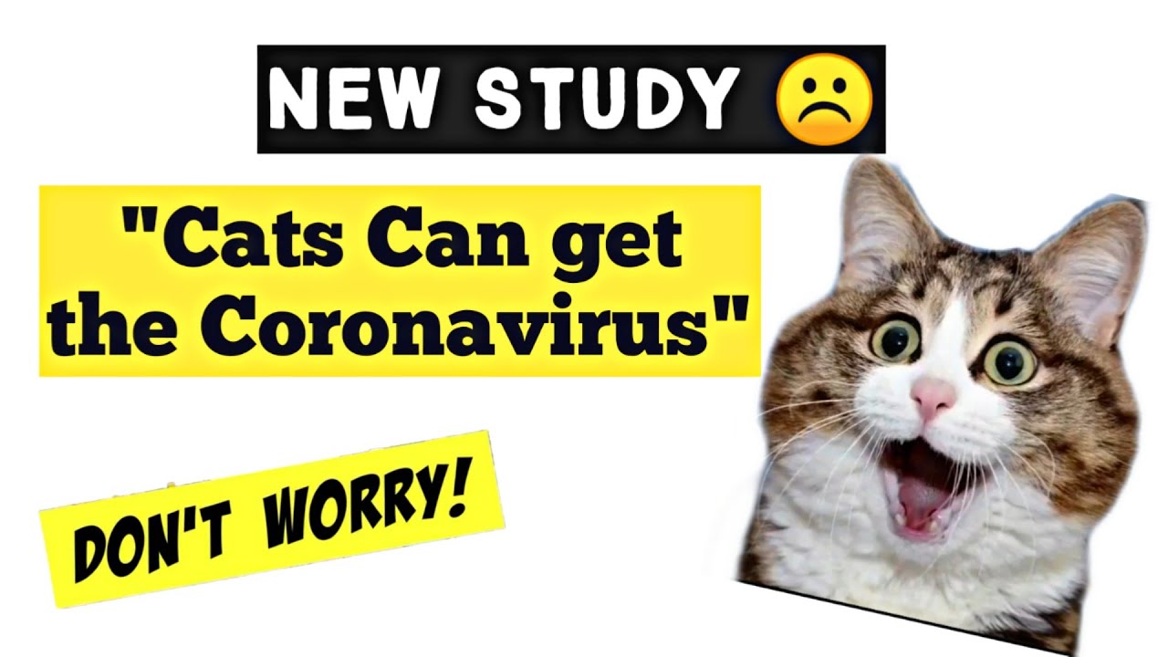 New study and research about cat's and dogs | Very important message ...