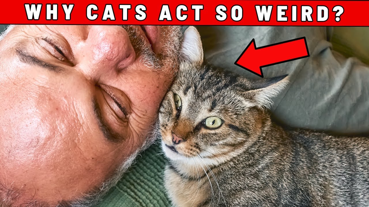 Why Do Cats Act So Weird and What Does It Have to Do with You - YouTube