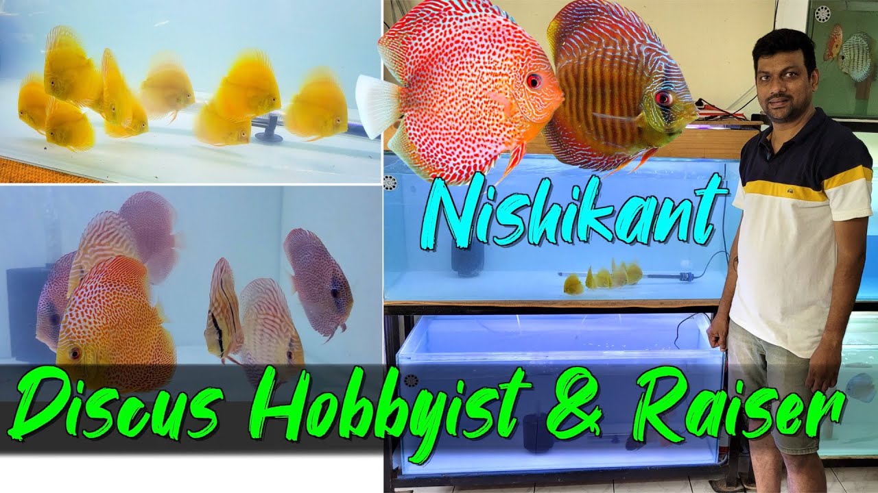 Discus Hobbyist & Raiser Home Visit I Dhirsoni Aquarium Store I Discus ...