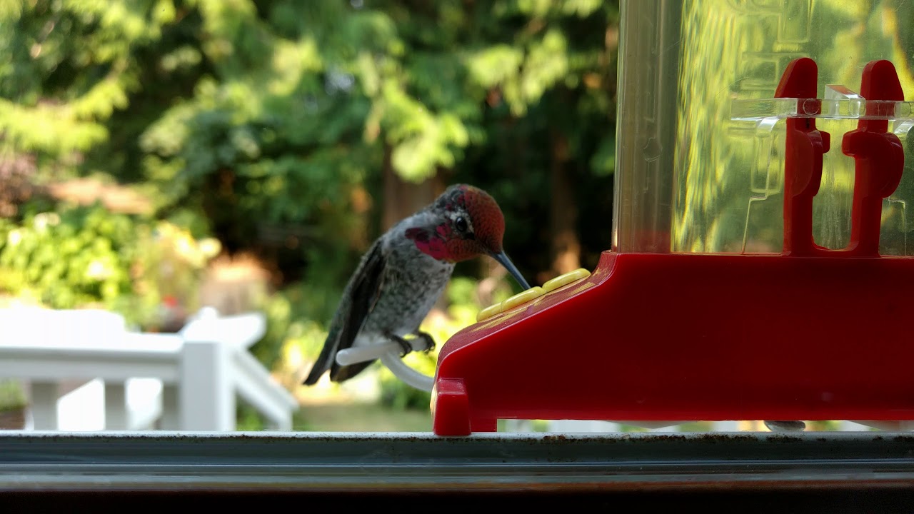 Hummingbird at Window Birdfeeder - YouTube