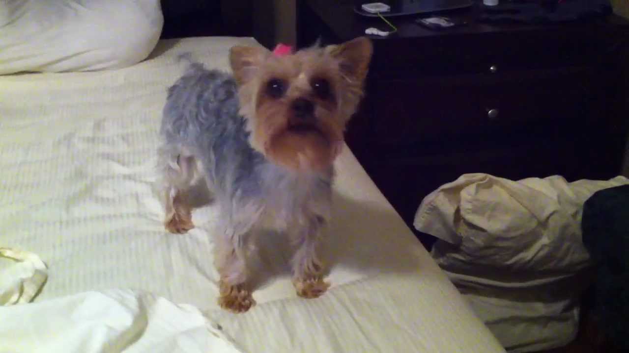 Crazy Yorkie - YouTube