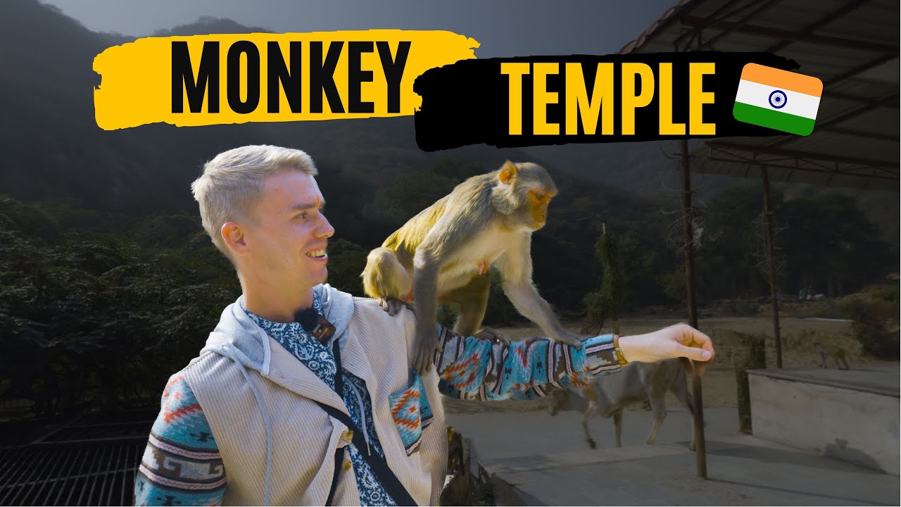MONKEY TEMPLE | The most INCREDIBLE place in JAIPUR, INDIA | Galta Ji ...