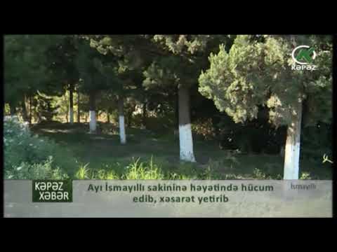 Ayı İsmayıllı sakininə həyətində hücum edib, xəsarət yetirib - Kəpəz TV