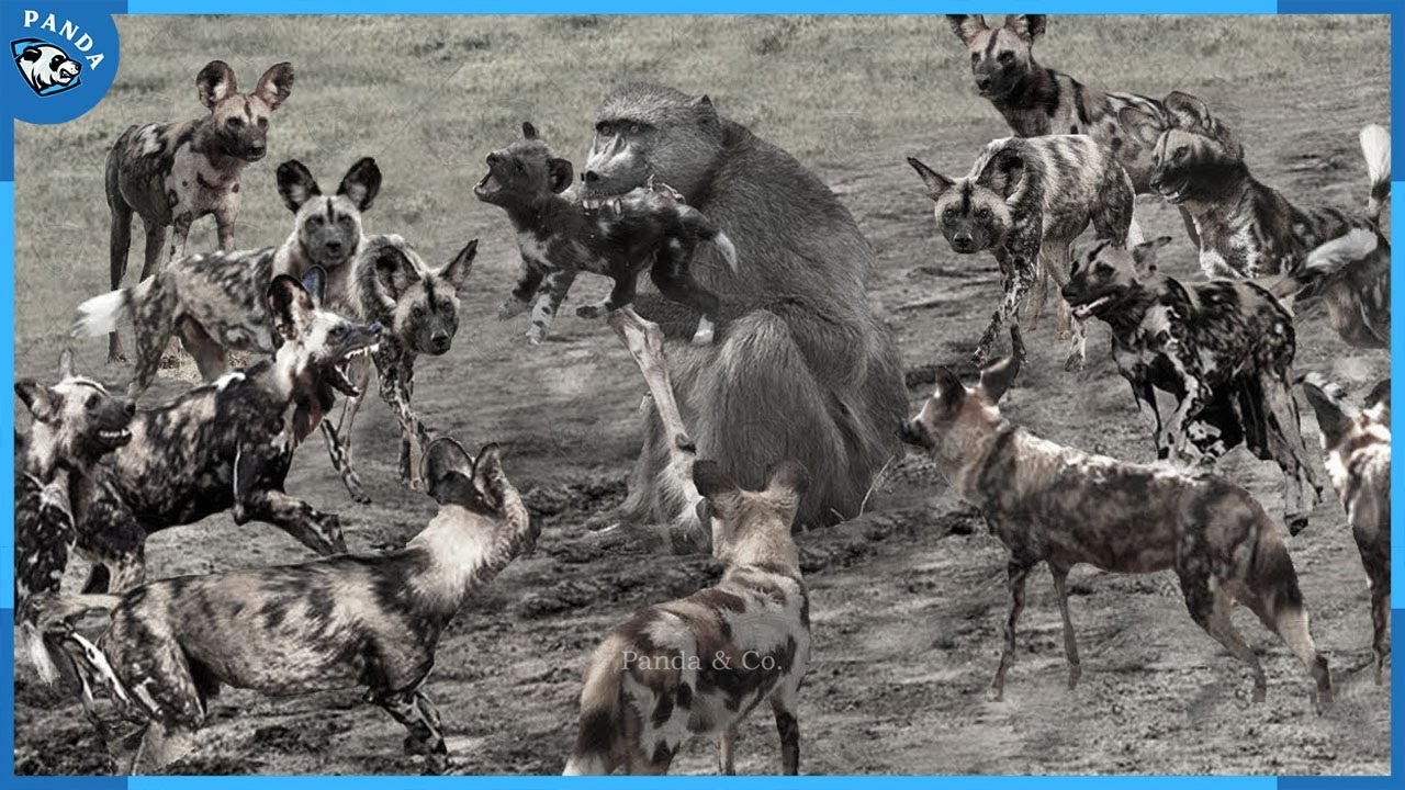 Destroying the peaceful atmosphere - Baboons attack Wild Dog herds to ...