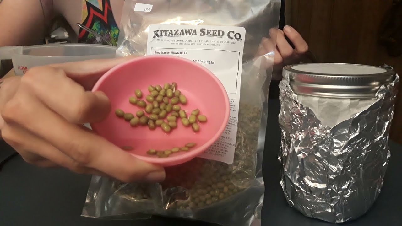 Light Vs Dark Mung Bean Experiment - YouTube