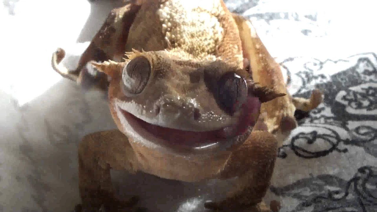 Lola The Crested Gecko - Jump Attack! - YouTube