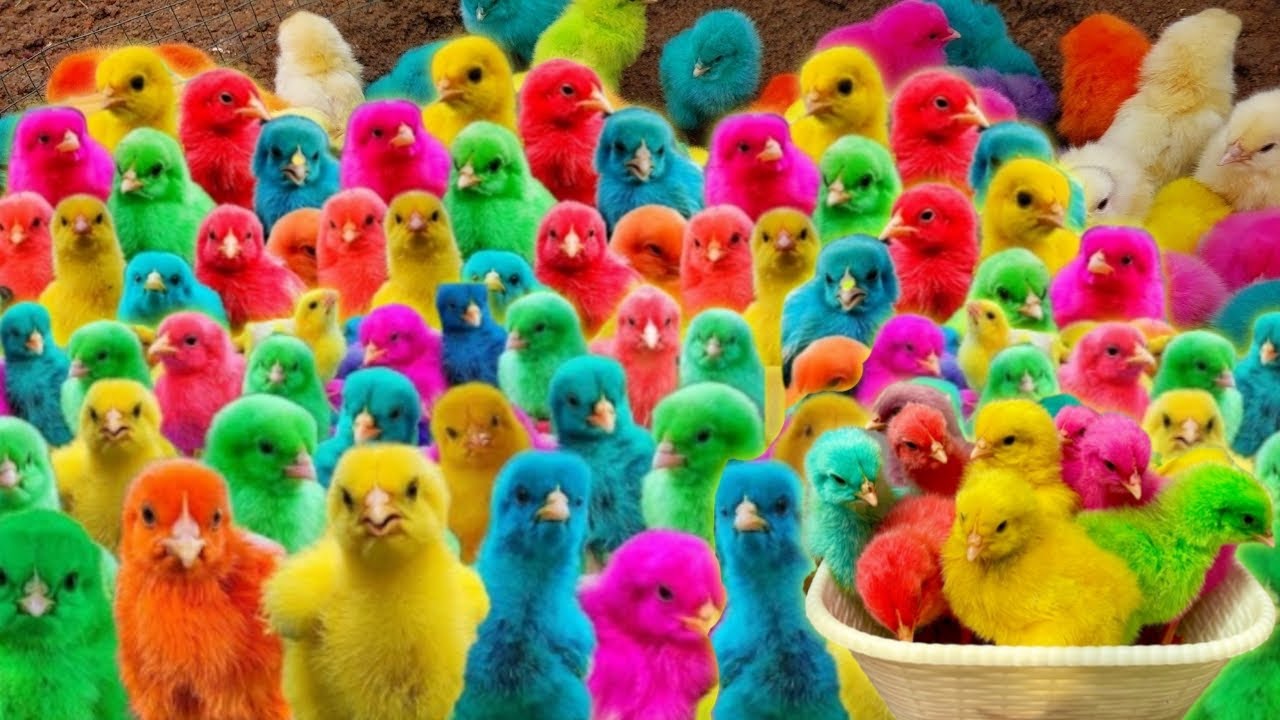 Looking for Cute Chickens, Colorful Chickens, Rainbow Chickens,Ducks ...