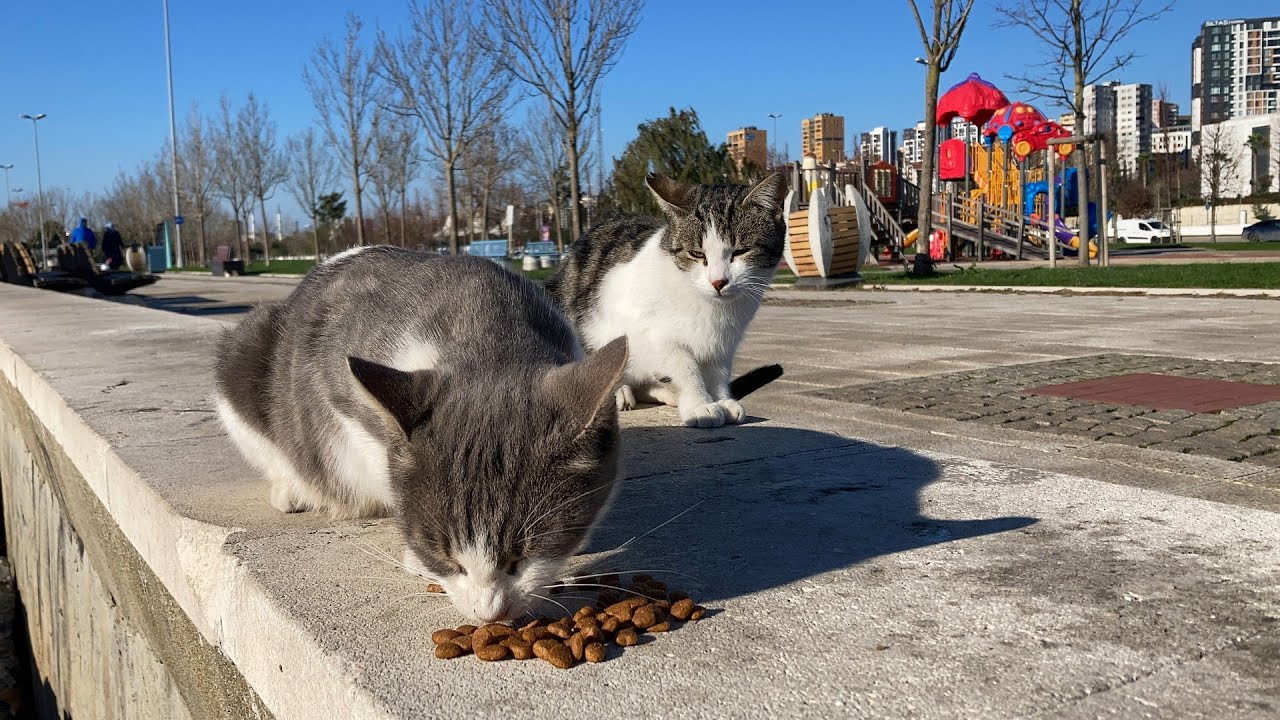 A satiated cat will not leave a hungry cat alone !!! I fed a hungry ...