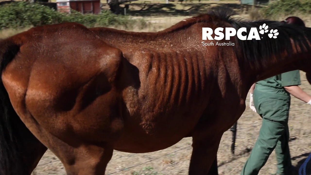 RPSCA seizes seriously injured donkey and emaciated horse - YouTube