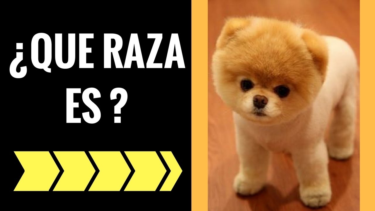 🎯🛑QUÉ RAZA ES ESTE PERRITO 🐕🐾🐩🐶 - YouTube