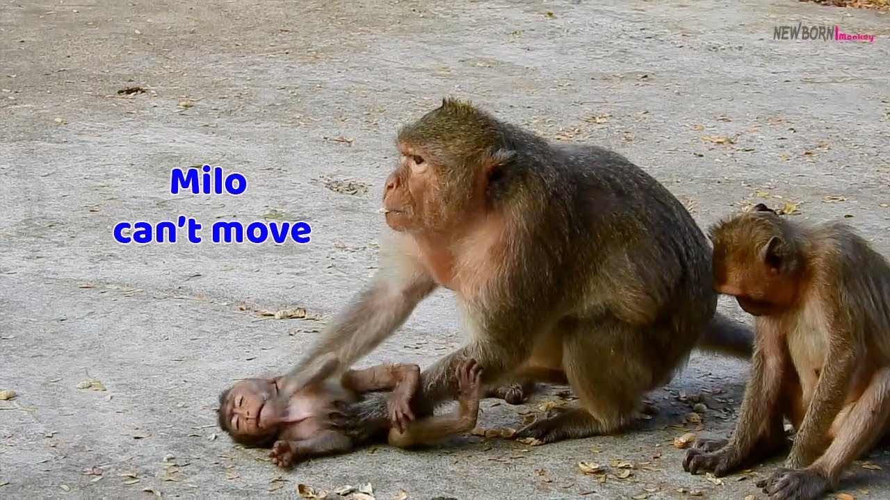 Stubborn Milo Mom push head to ground can't remove - Milo just small ...